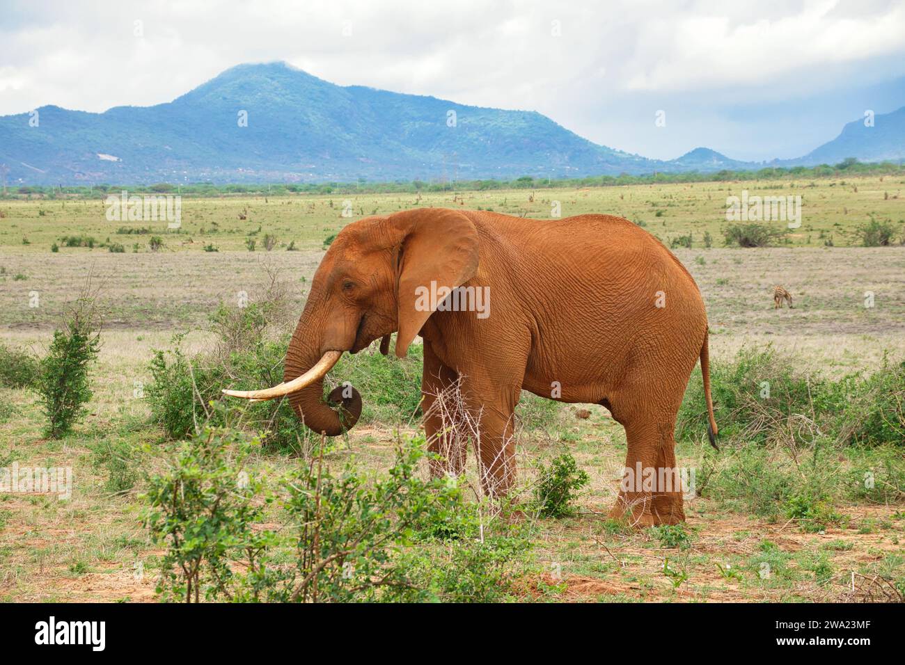 Elephants in the Tsavo East and Tsavo West National Park in Kenya Stock ...