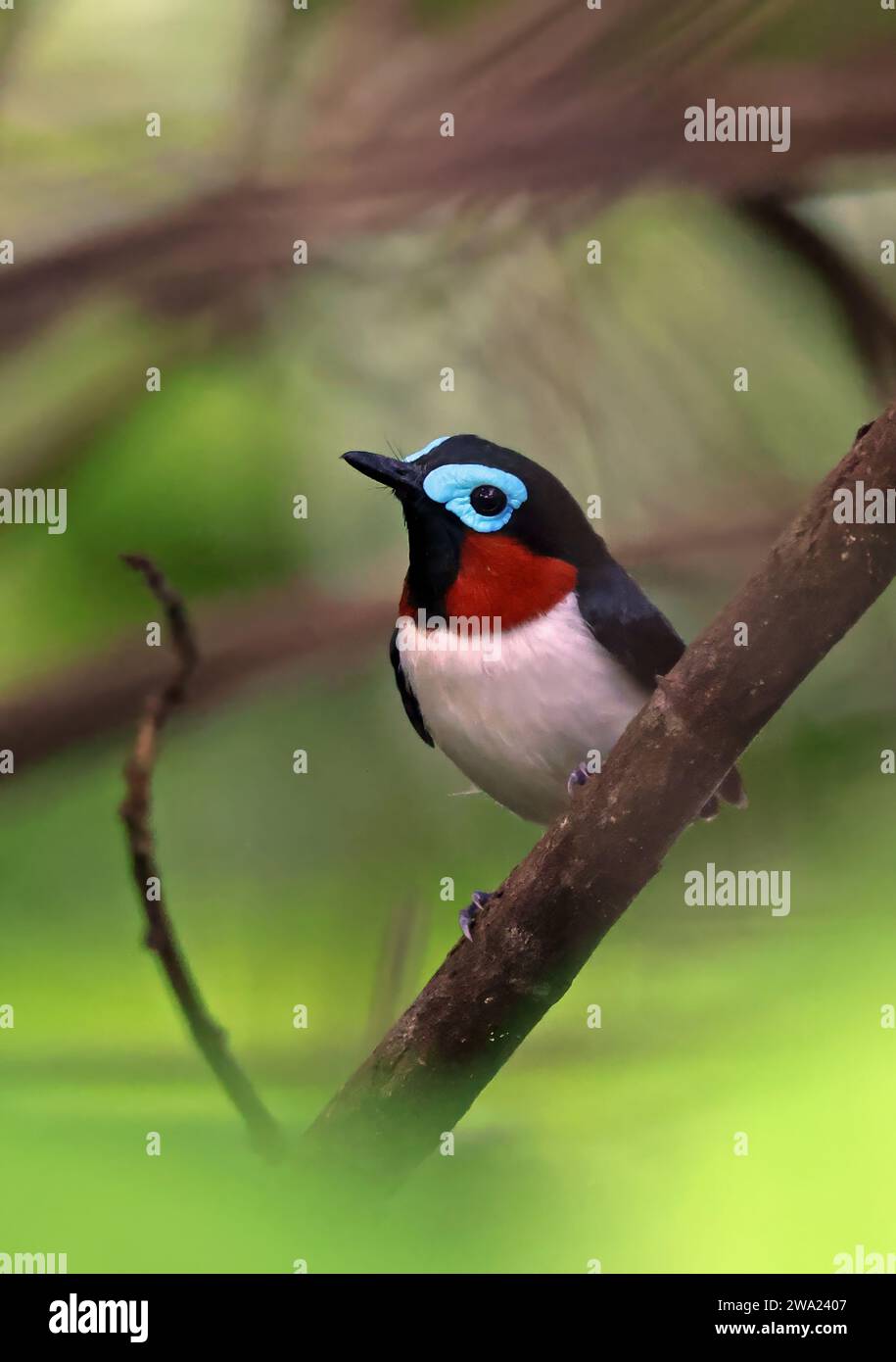 Red cheeked wattle eye hi-res stock photography and images - Alamy