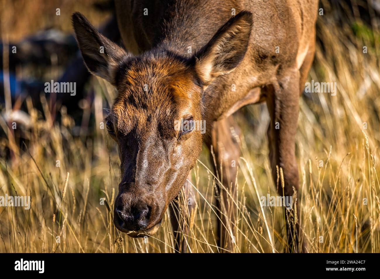 Curious buffalo hi-res stock photography and images - Alamy