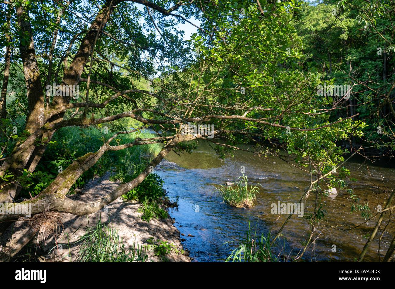 The Eder - A river in Germany in a green landscape Stock Photo - Alamy