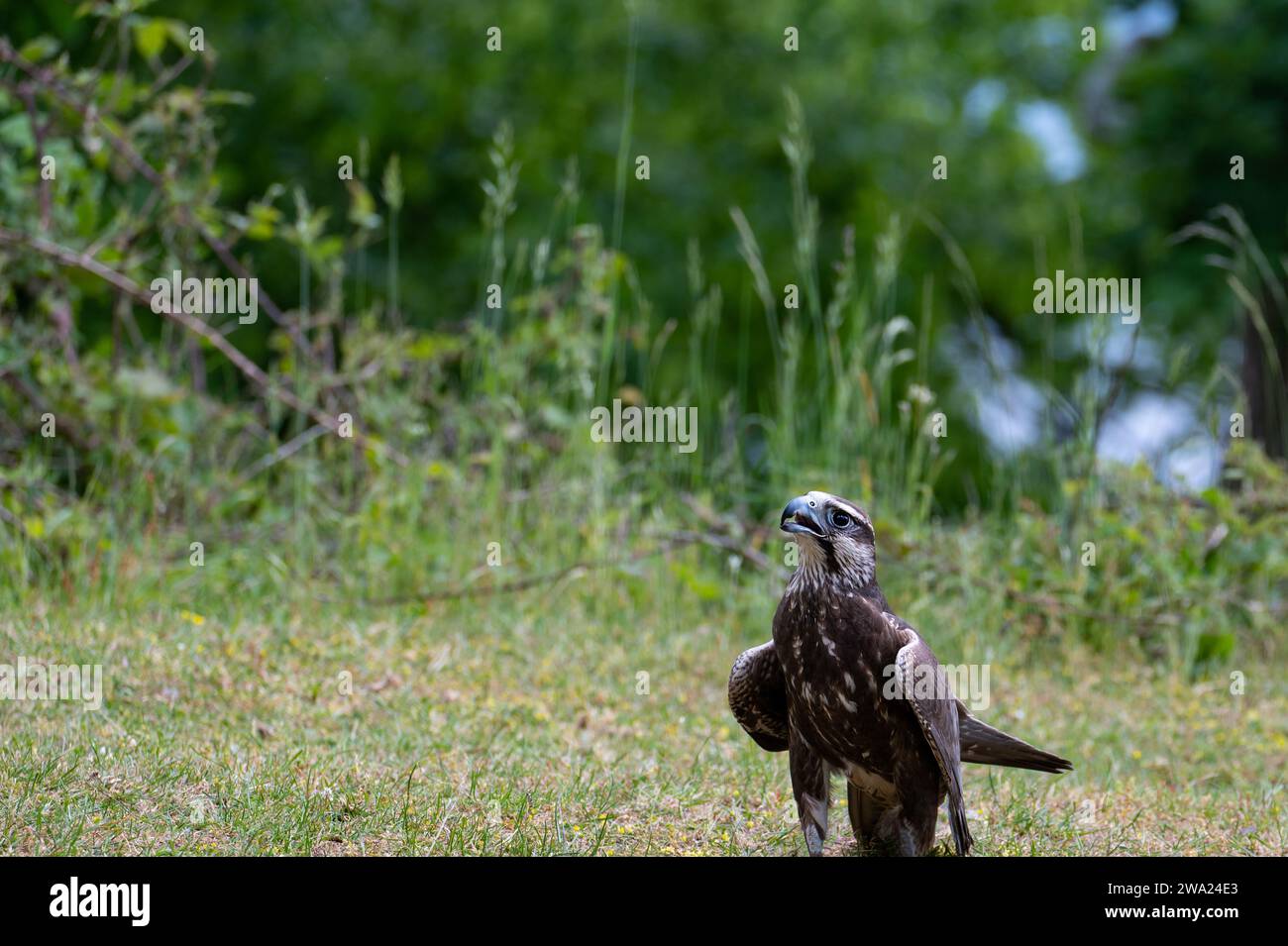 Prey stands hi-res stock photography and images - Alamy