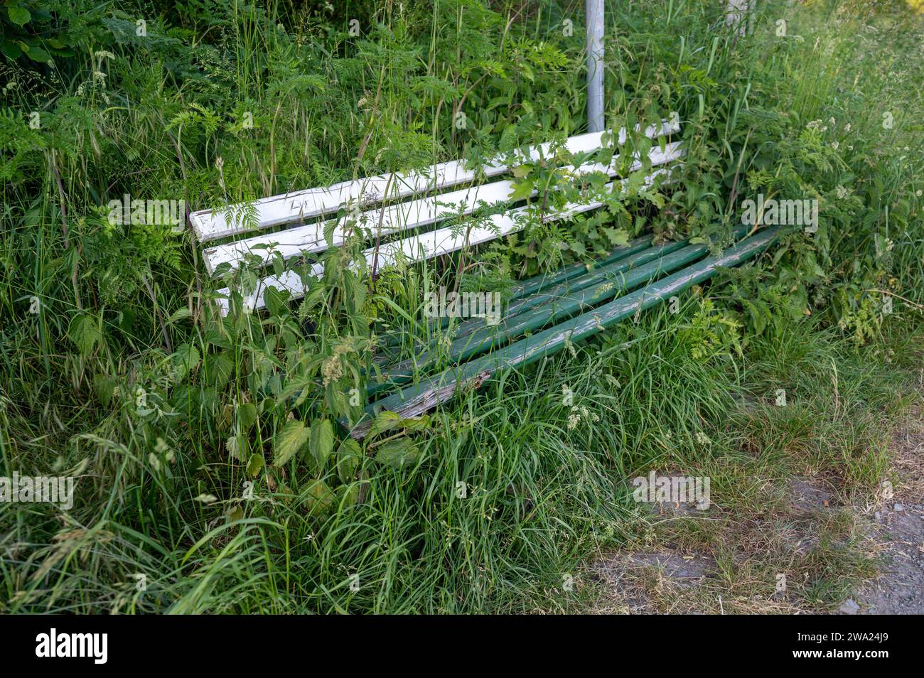 Old bench overgrown with plants in green nature Stock Photo - Alamy