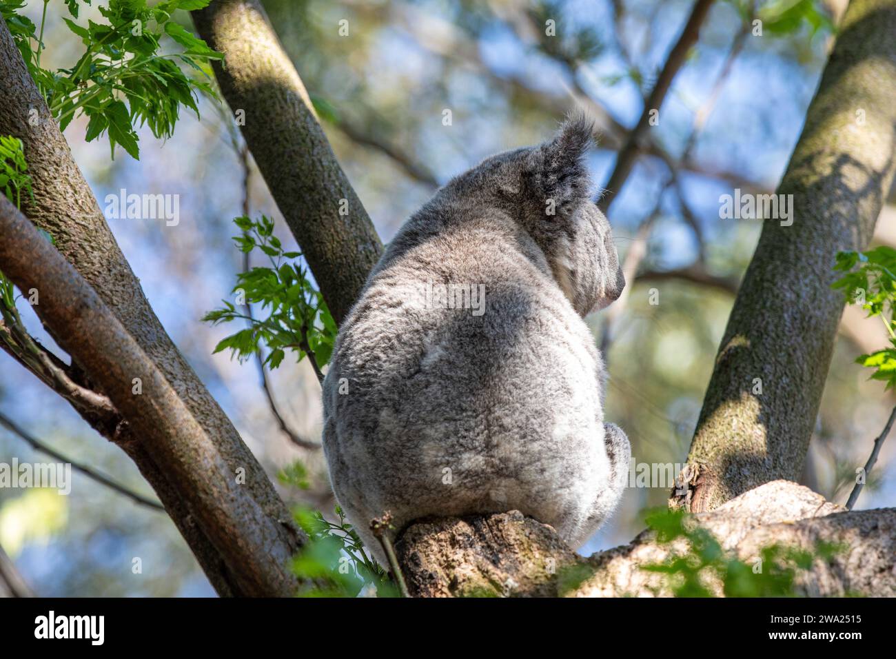 A sleepy koala relaxing in the treetops. Sydney, Australia Stock Photo ...