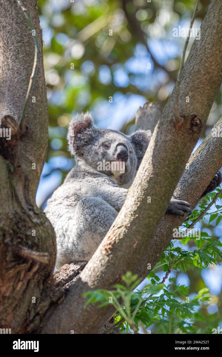 A sleepy koala relaxing in the treetops. Sydney, Australia Stock Photo ...