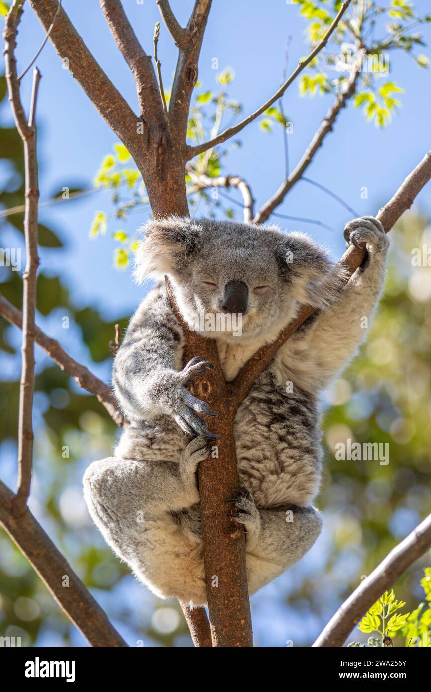 A sleepy koala relaxing in the treetops. Sydney, Australia Stock Photo ...