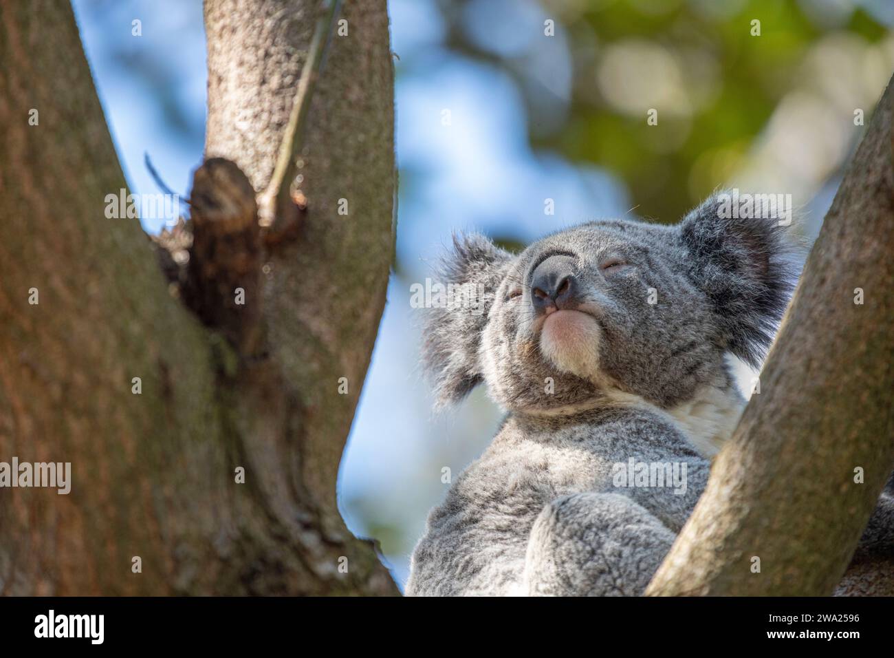 A sleepy koala relaxing in the treetops. Sydney, Australia Stock Photo ...