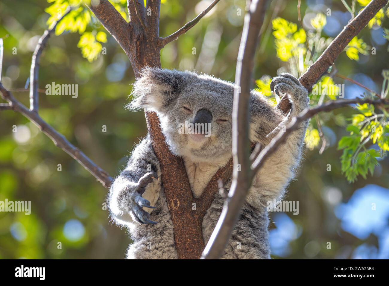 A sleepy koala relaxing in the treetops. Sydney, Australia Stock Photo ...
