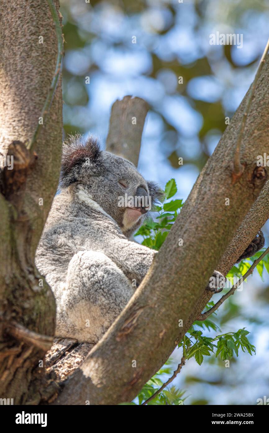 A sleepy koala relaxing in the treetops. Sydney, Australia Stock Photo ...
