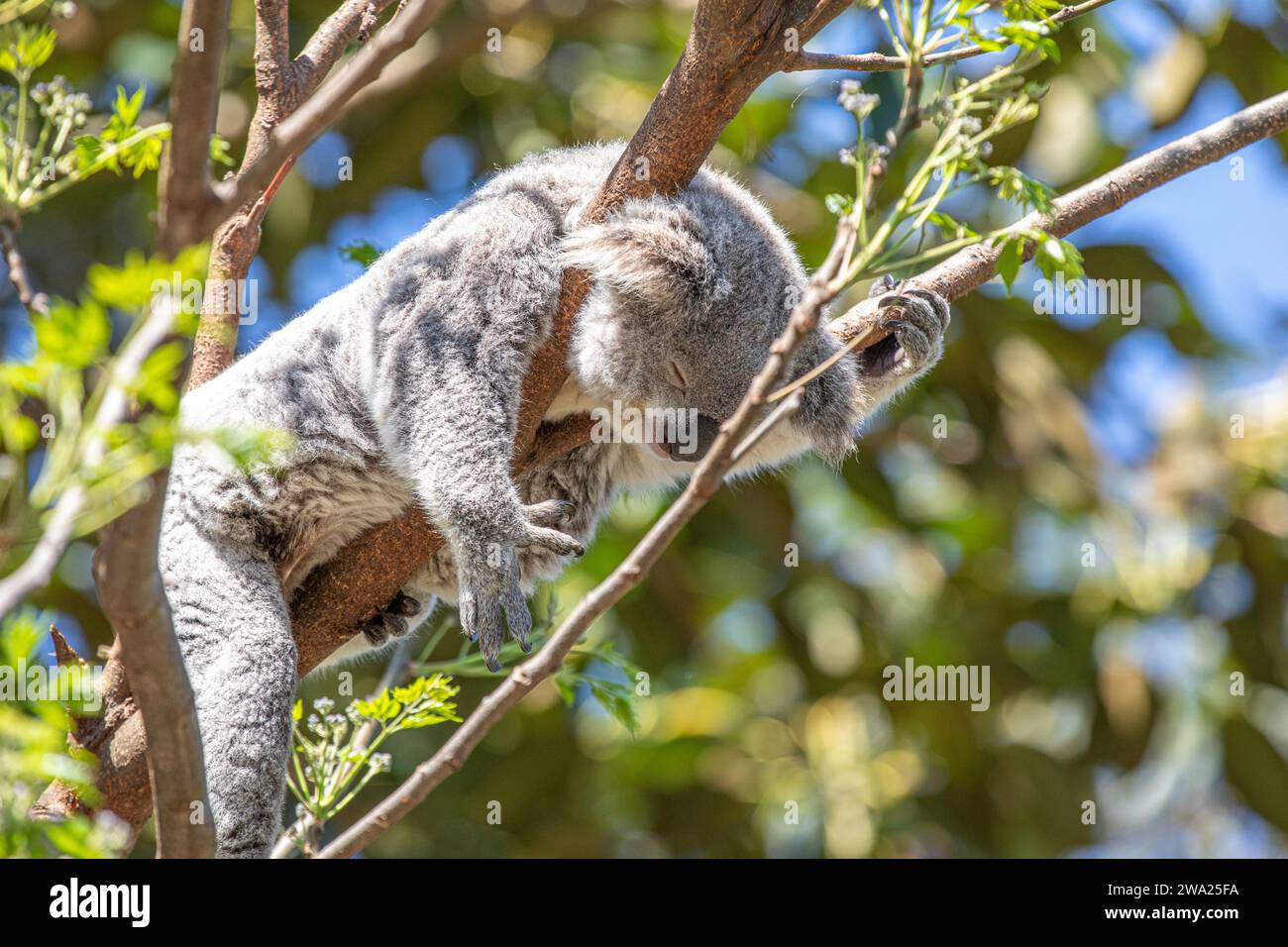 Close up adorable fluffy koala hi-res stock photography and images - Alamy