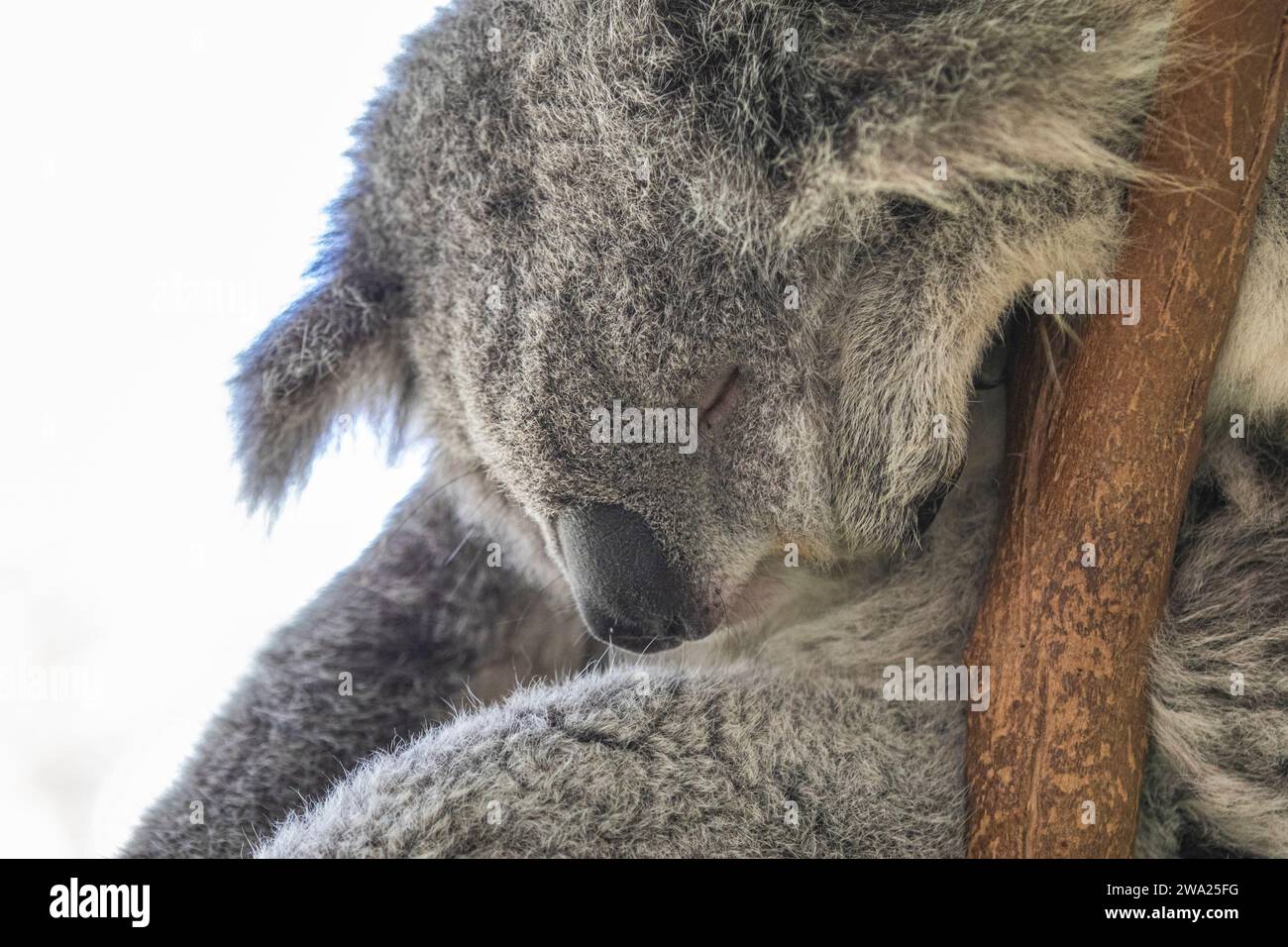 Close up adorable fluffy koala hi-res stock photography and images - Alamy