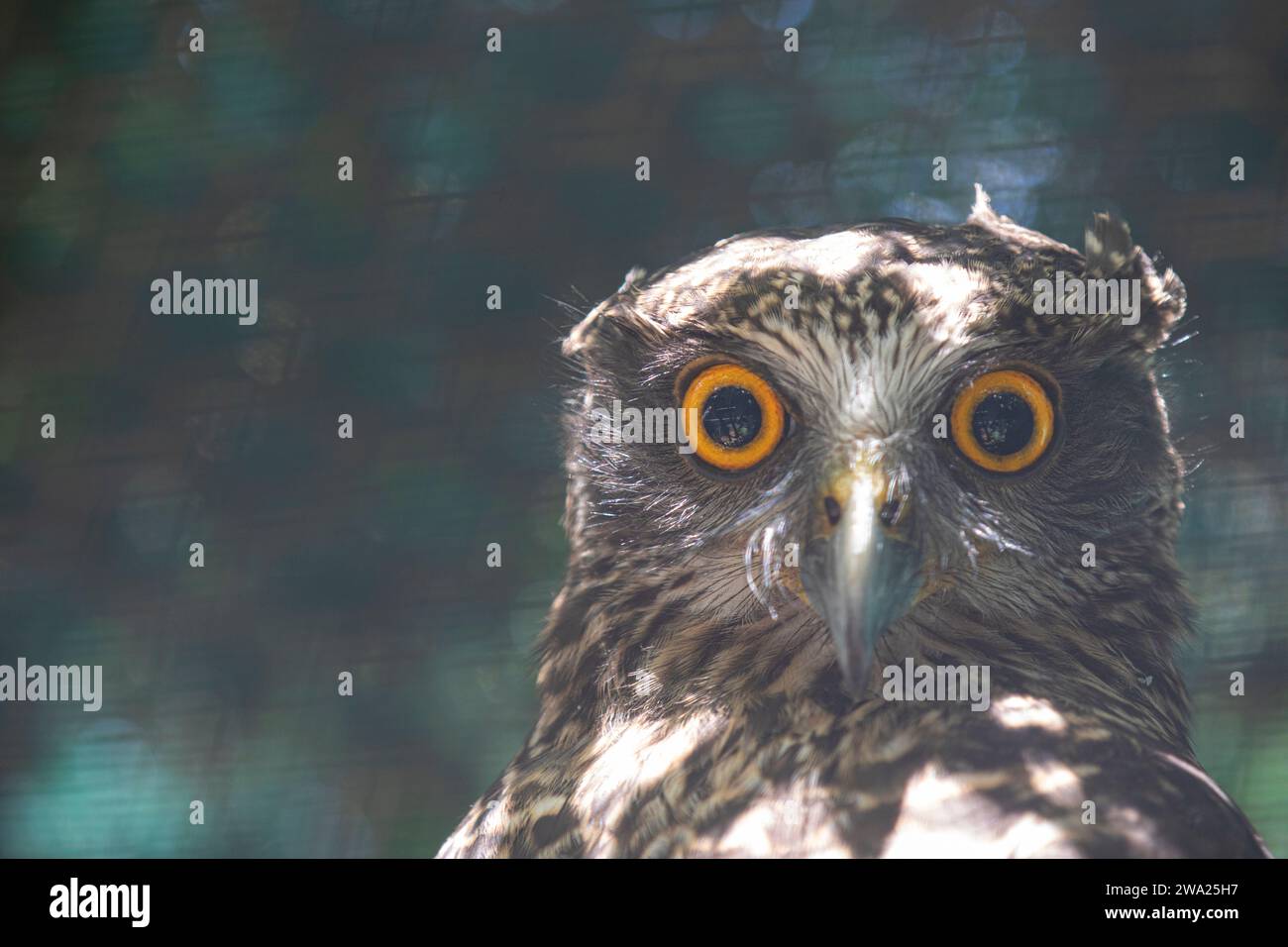 Sharp gaze from a little owl. Sydney, Australia Stock Photo - Alamy