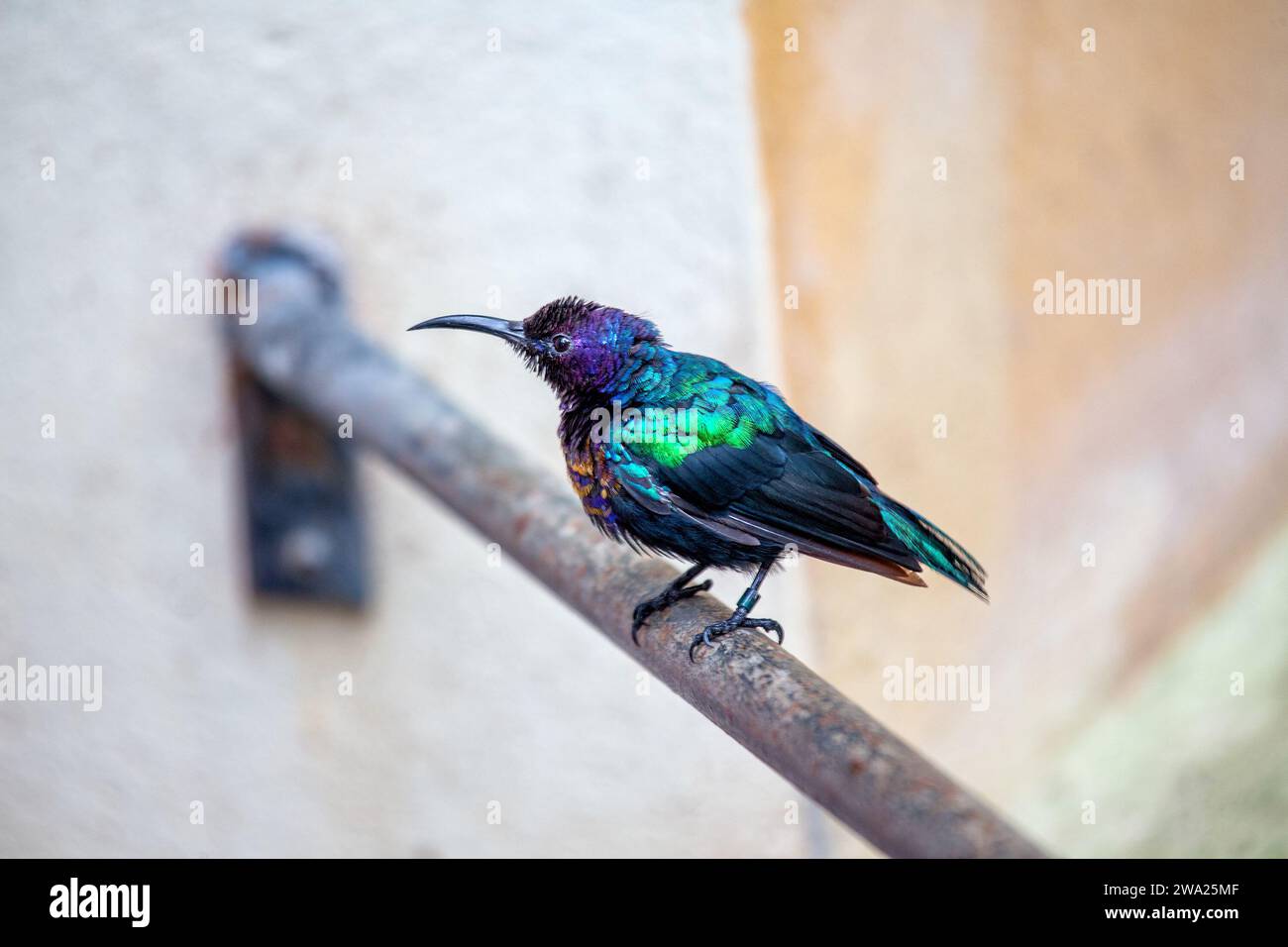 Cinnyris coccinigastrus, the Splendid Sunbird, adorns African gardens ...