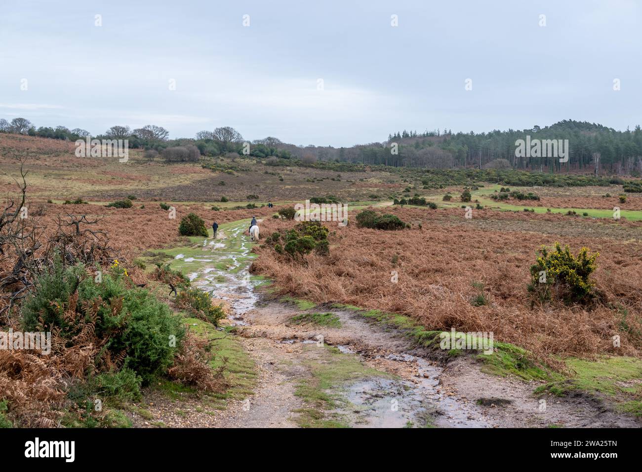 Godshill, New Forest, Hampshire, UK, New Year’s Day, 1st January 2024 ...