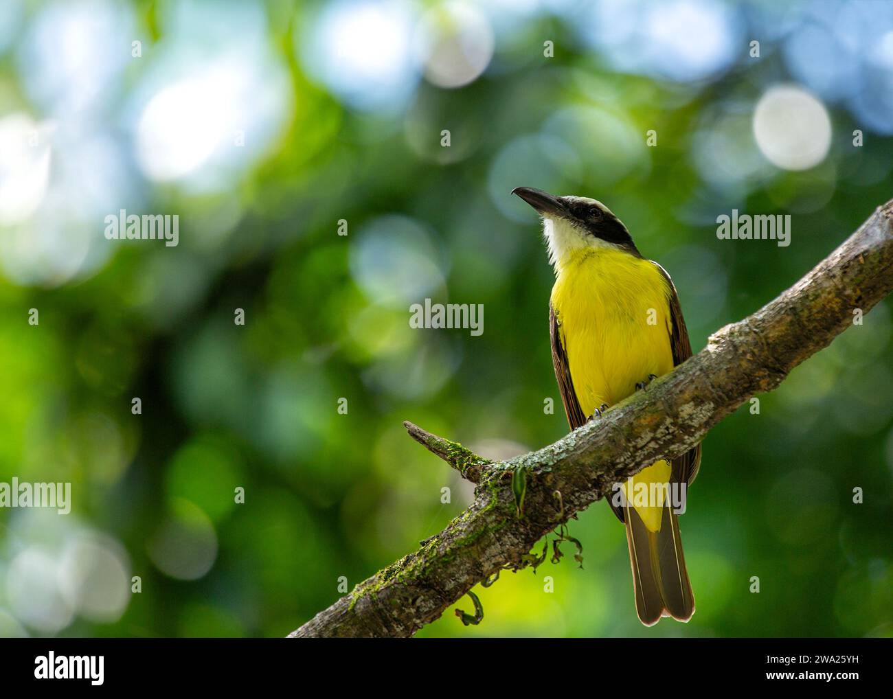 Habitats liveliness hi-res stock photography and images - Alamy