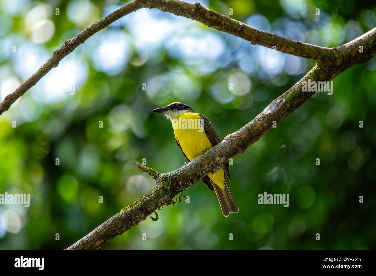 Myiozetetes similis, the Social Flycatcher, graces Central and South ...