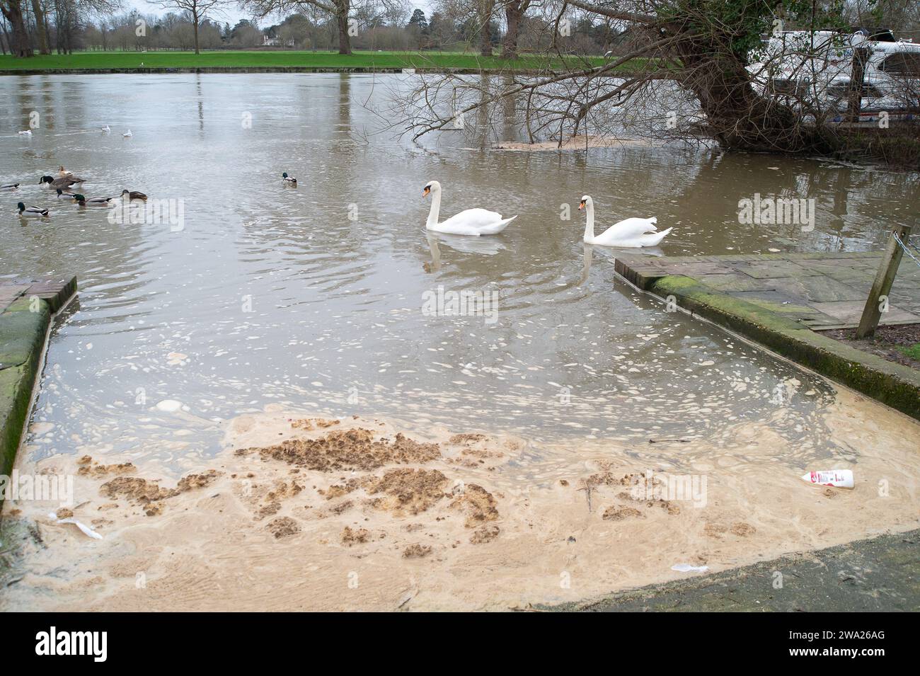 Datchet, UK. 1st January, 2024. Swans and ducks swim through sewage ...