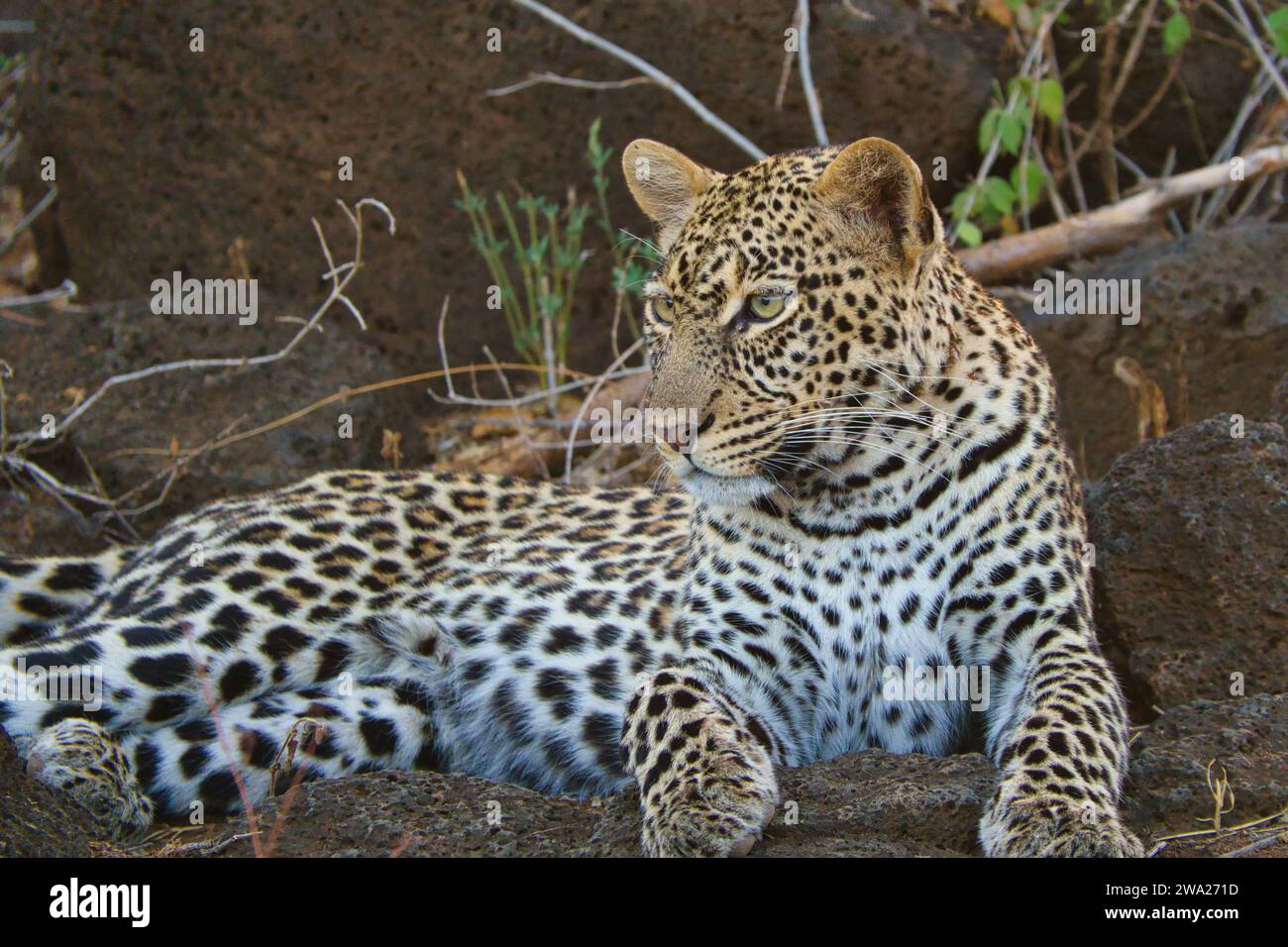 leopard in the savannah in the Tsavo East and Tsavo West National Park ...