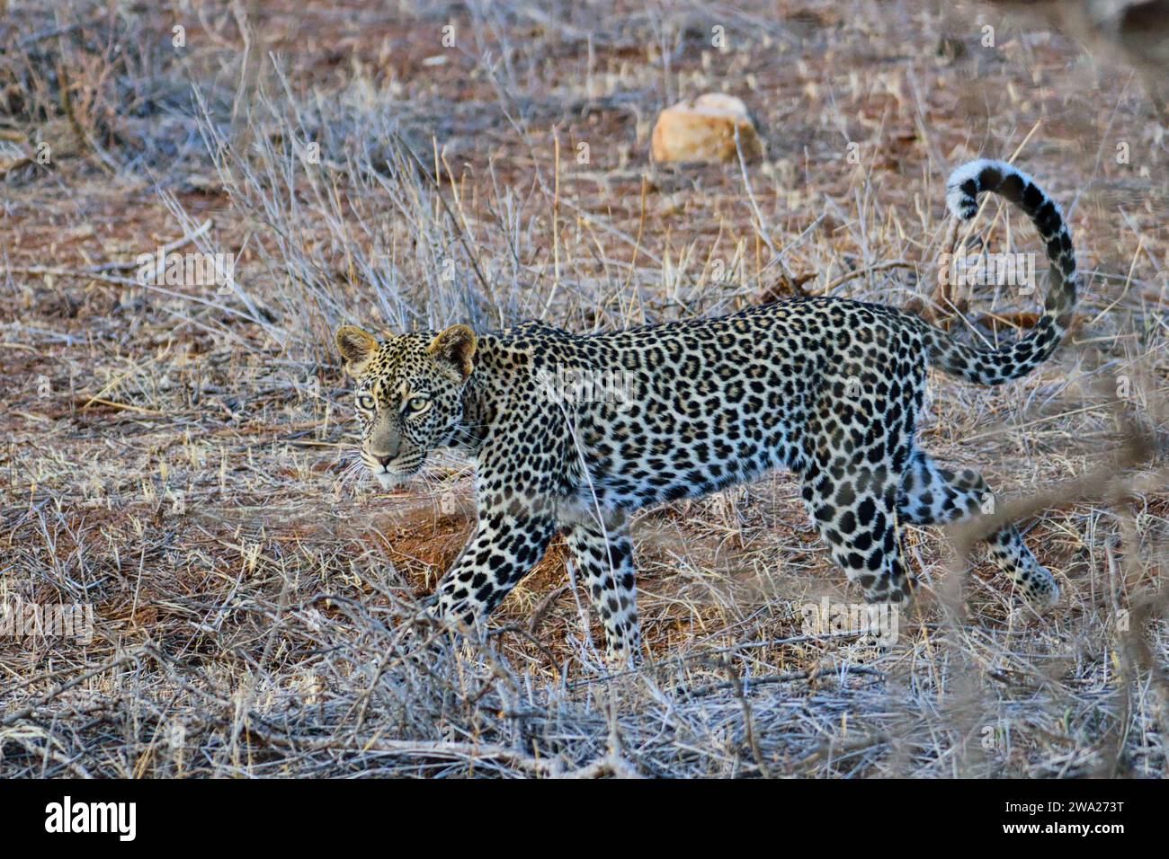 leopard in the savannah in the Tsavo East and Tsavo West National Park ...