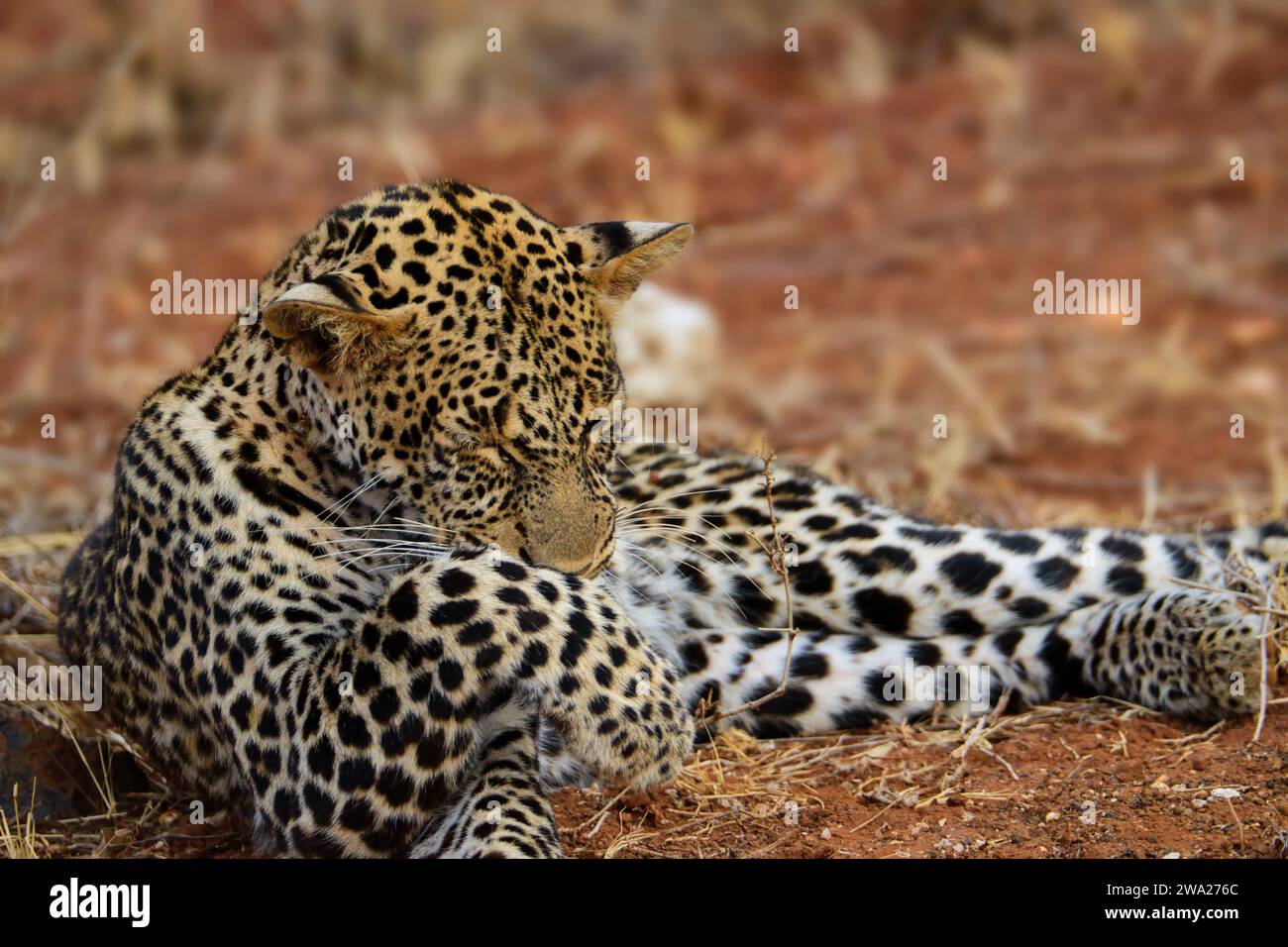 leopard in the savannah in the Tsavo East and Tsavo West National Park ...