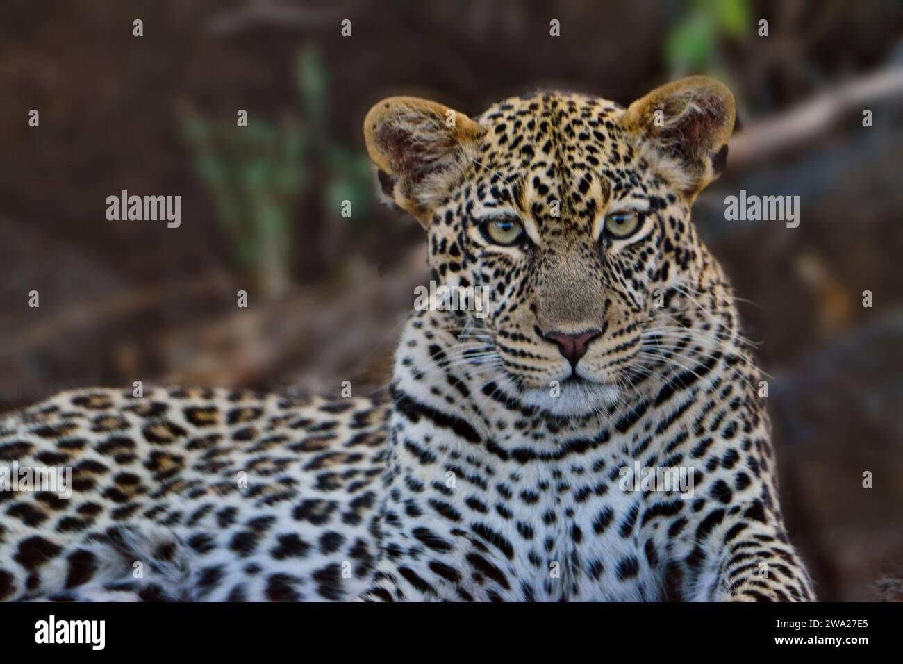 leopard in the savannah in the Tsavo East and Tsavo West National Park ...