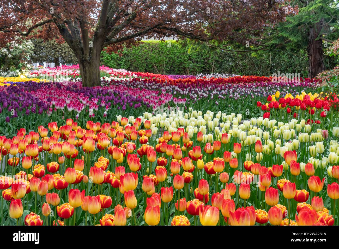 The RoozenGaarde tulip gardens in the Skagit Valley, Washington, USA ...