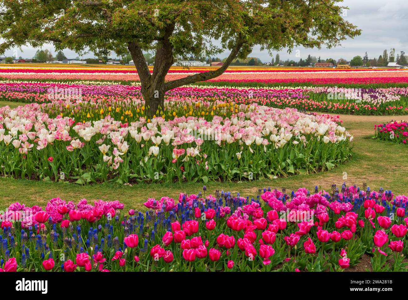 The RoozenGaarde tulip gardens in the Skagit Valley, Washington, USA ...