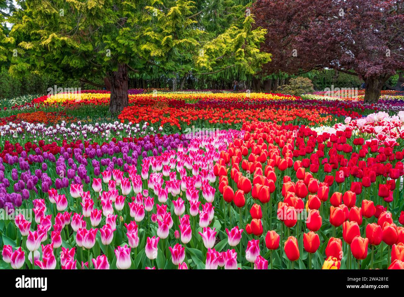 The RoozenGaarde tulip gardens in the Skagit Valley, Washington, USA ...