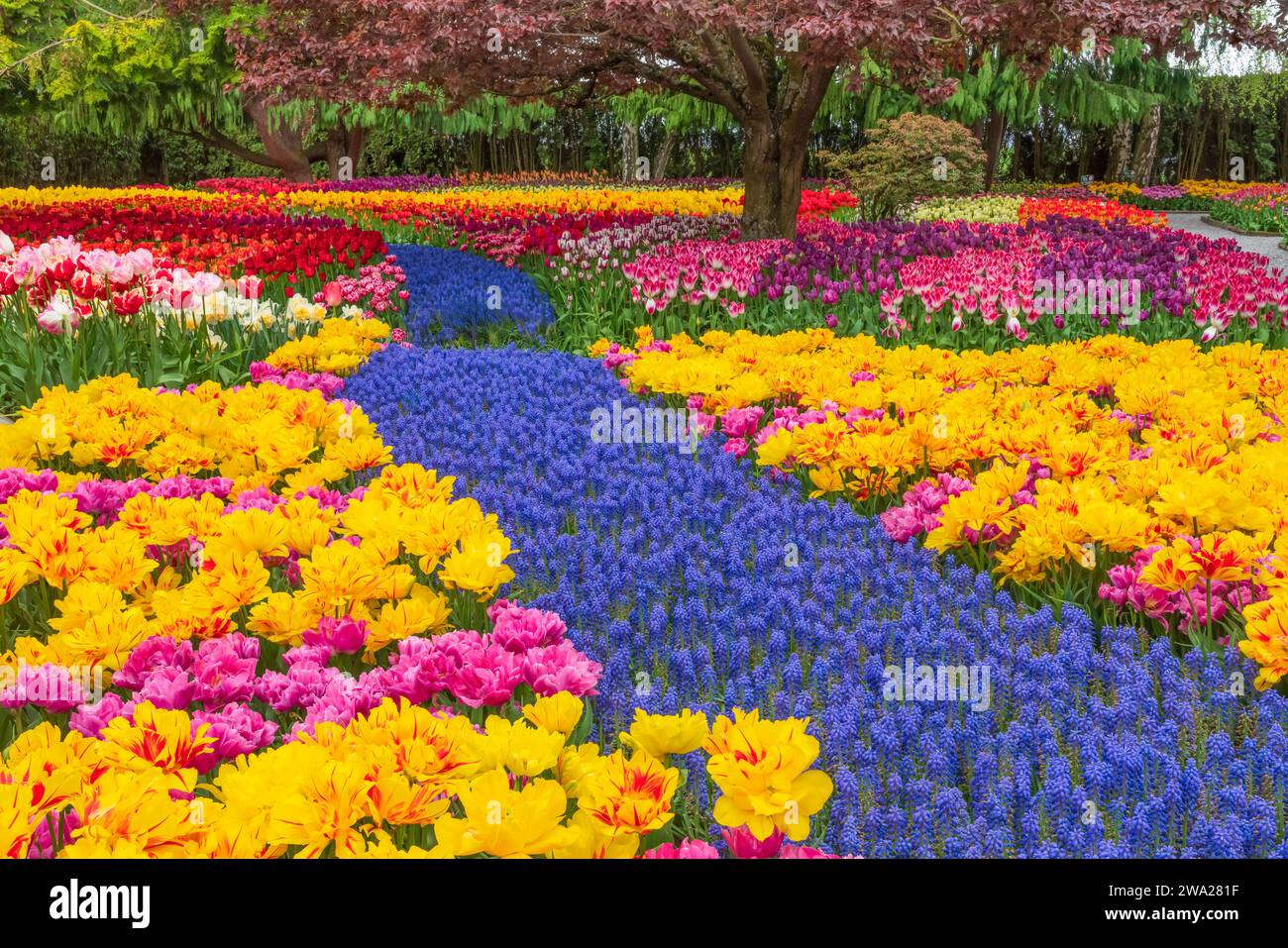 The RoozenGaarde tulip gardens in the Skagit Valley, Washington, USA ...