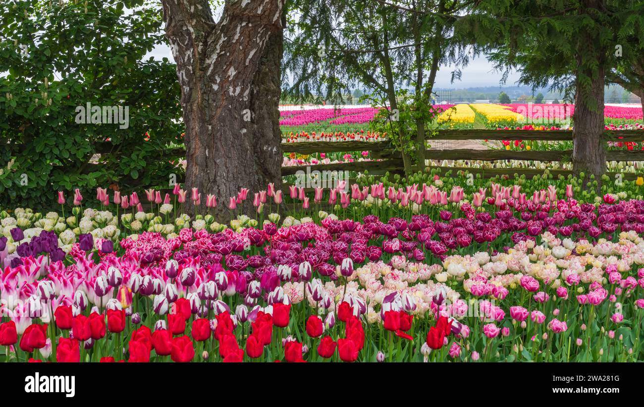 The RoozenGaarde tulip gardens in the Skagit Valley, Washington, USA ...