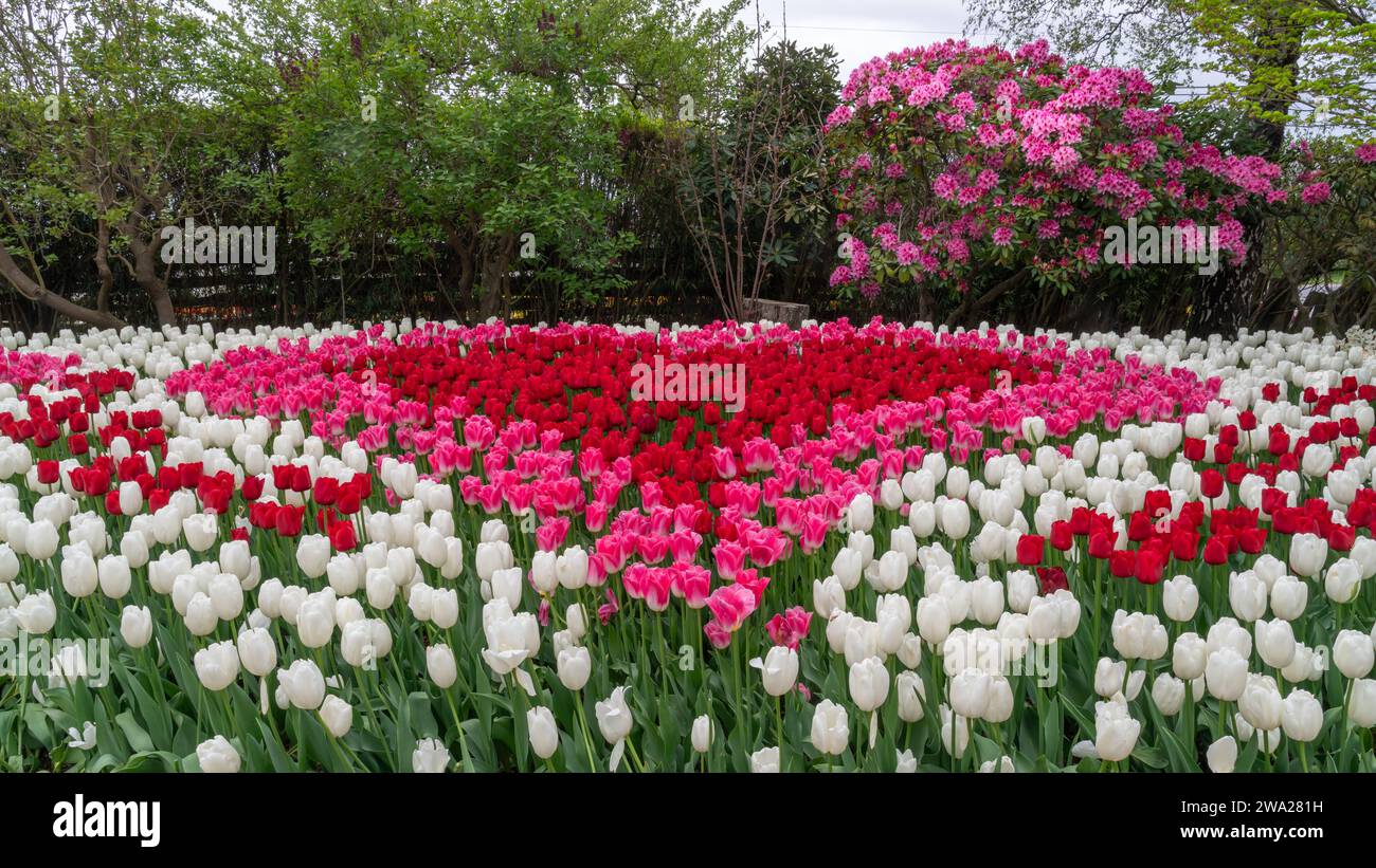 The RoozenGaarde tulip gardens in the Skagit Valley, Washington, USA ...
