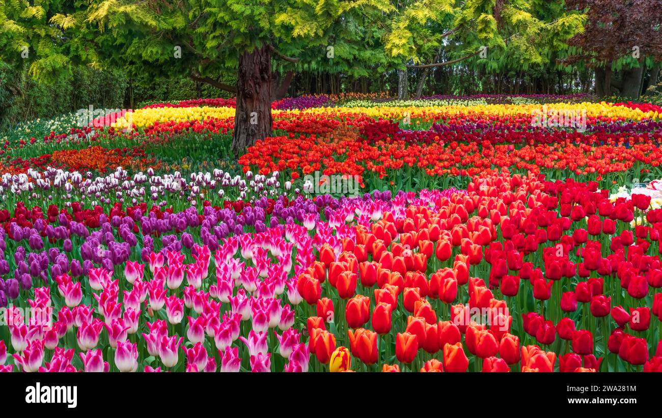 The RoozenGaarde tulip gardens in the Skagit Valley, Washington, USA ...