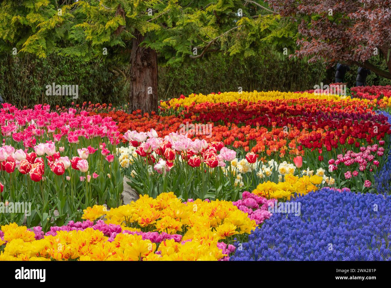 The RoozenGaarde tulip gardens in the Skagit Valley, Washington, USA ...