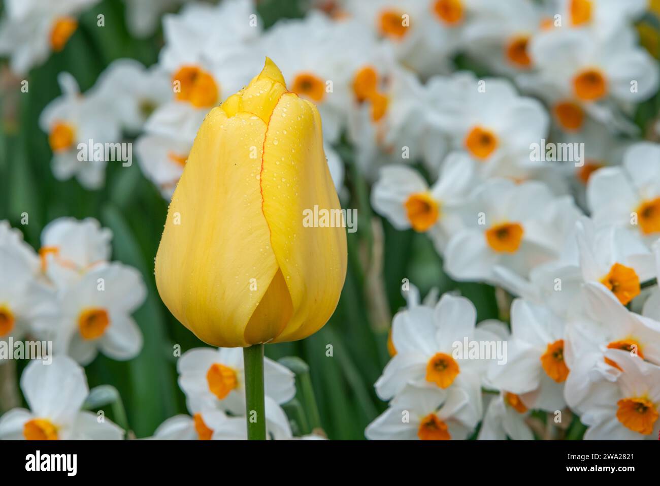 The RoozenGaarde tulip gardens in the Skagit Valley, Washington, USA ...