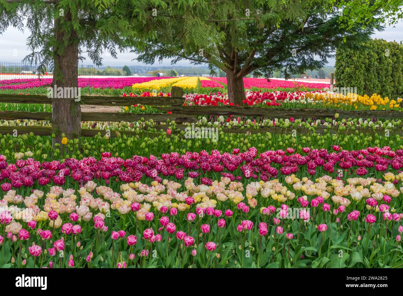The RoozenGaarde tulip gardens in the Skagit Valley, Washington, USA ...