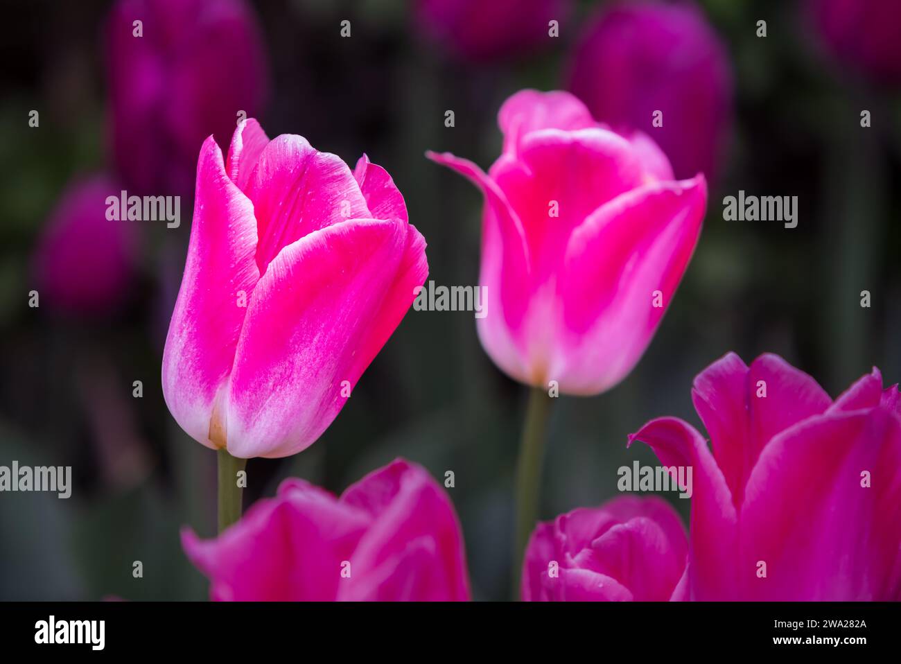 The RoozenGaarde tulip gardens in the Skagit Valley, Washington, USA ...