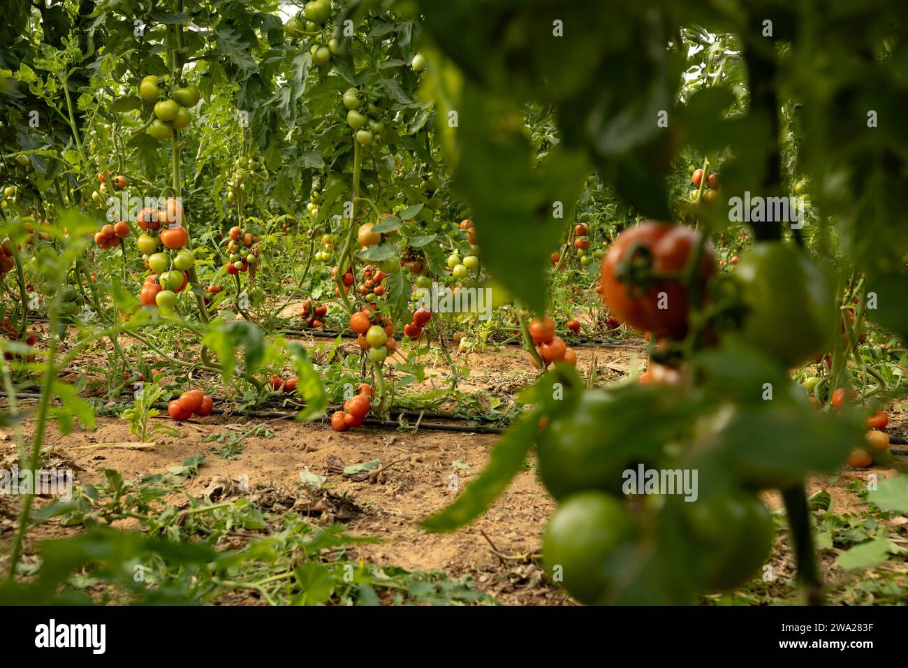vertically grown tomato plants in a greenhouse Stock Photo - Alamy