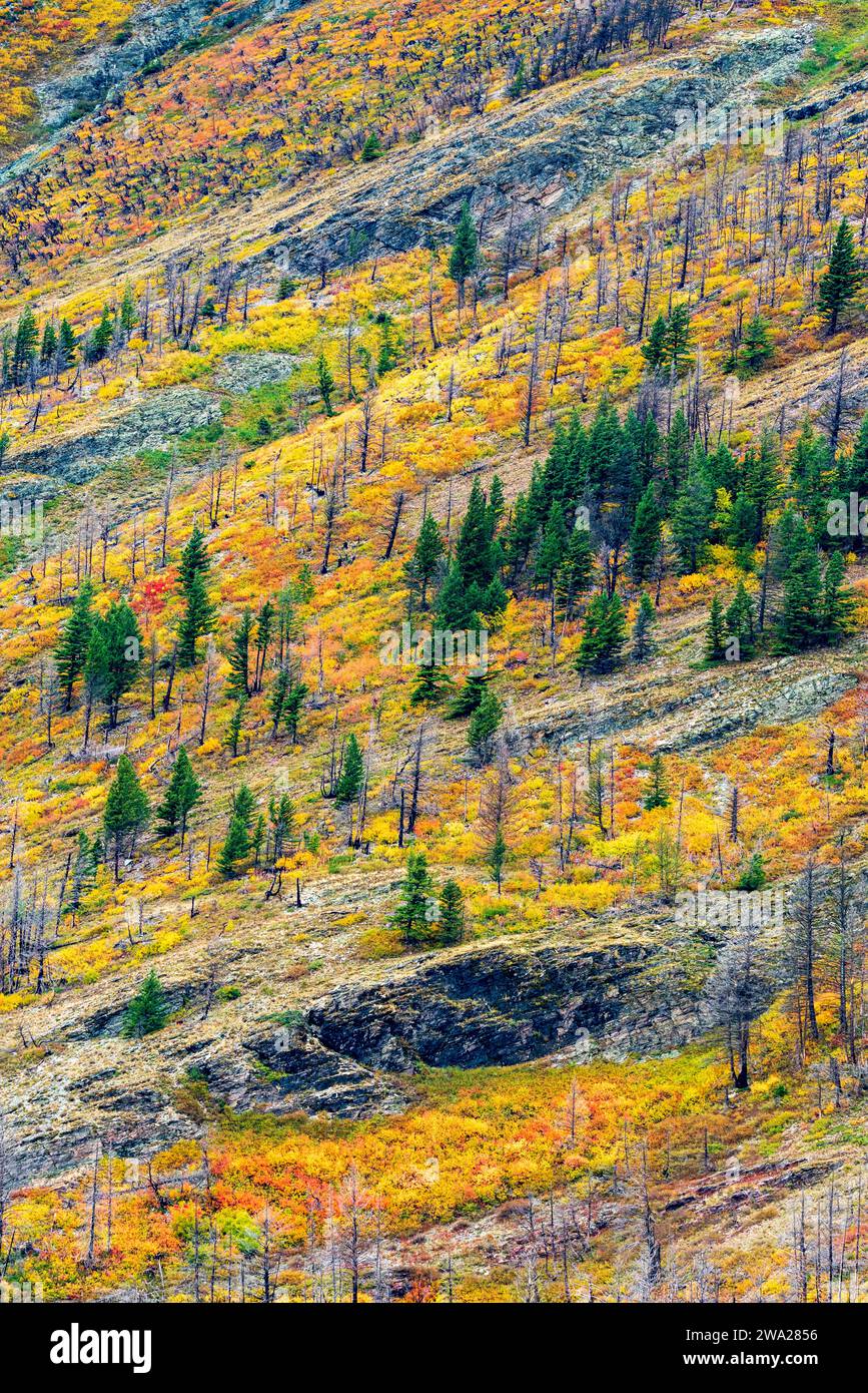 Fall foliage color along the Going to the Sun Road in Glacier National ...