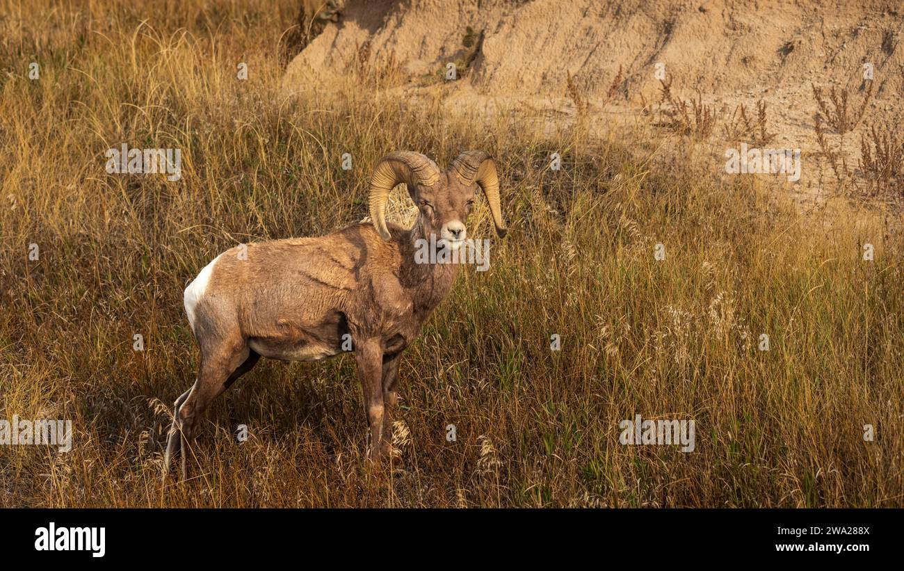 Bighorn sheep in the Badlands National Park, South Dakota, USA Stock ...