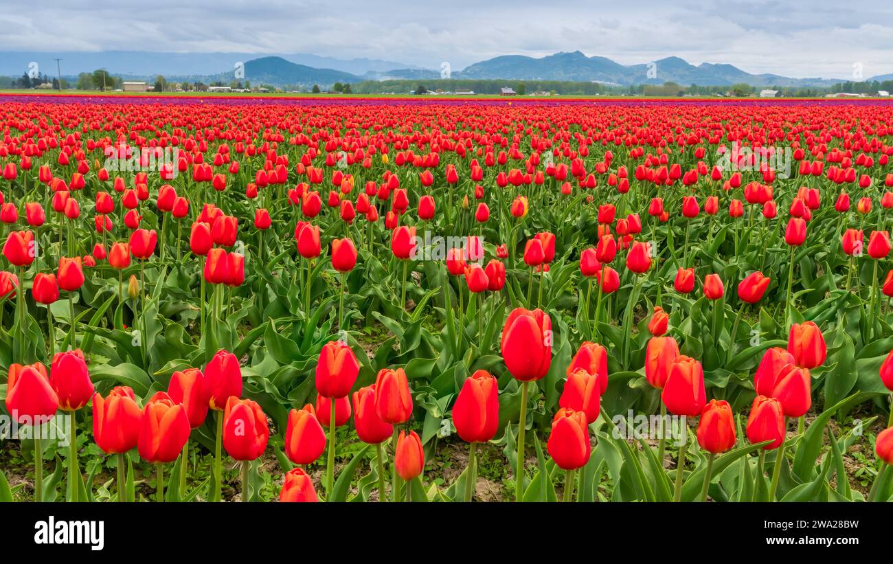 The RoozenGaarde tulip gardens in the Skagit Valley, Washington, USA ...