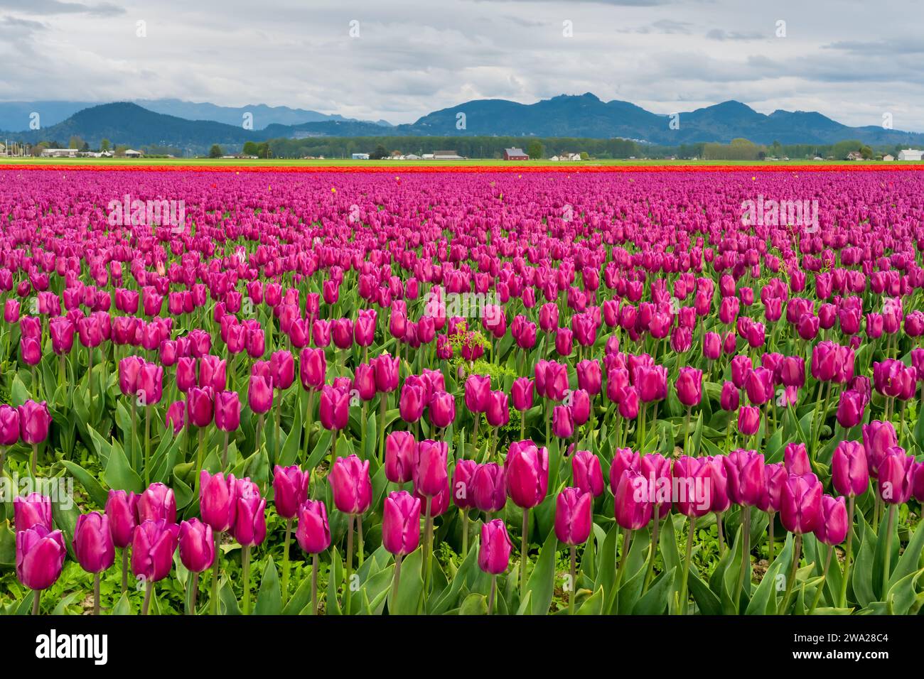 The RoozenGaarde tulip gardens in the Skagit Valley, Washington, USA ...