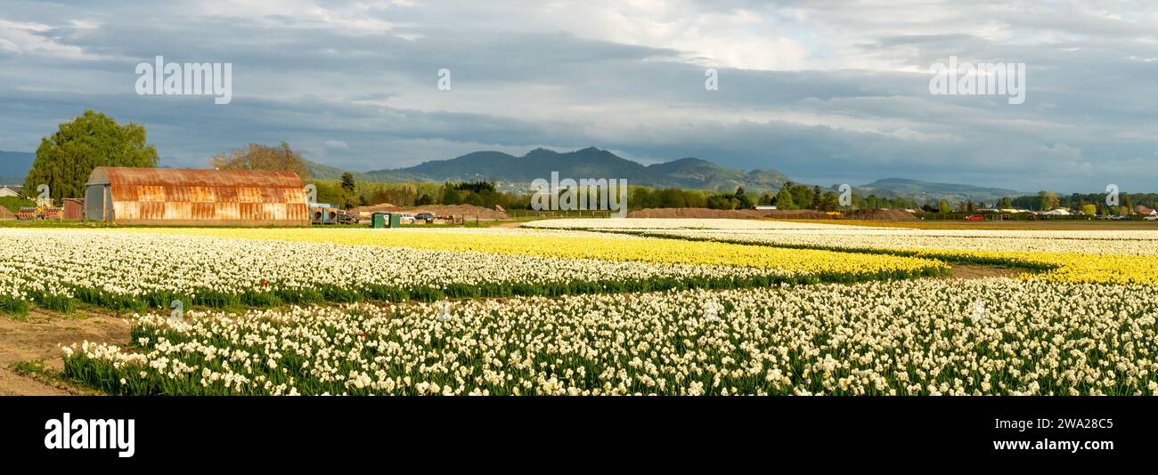 The RoozenGaarde tulip gardens in the Skagit Valley, Washington, USA ...
