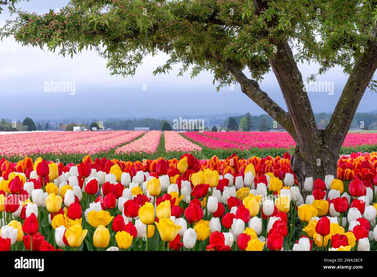 The RoozenGaarde tulip gardens in the Skagit Valley, Washington, USA ...