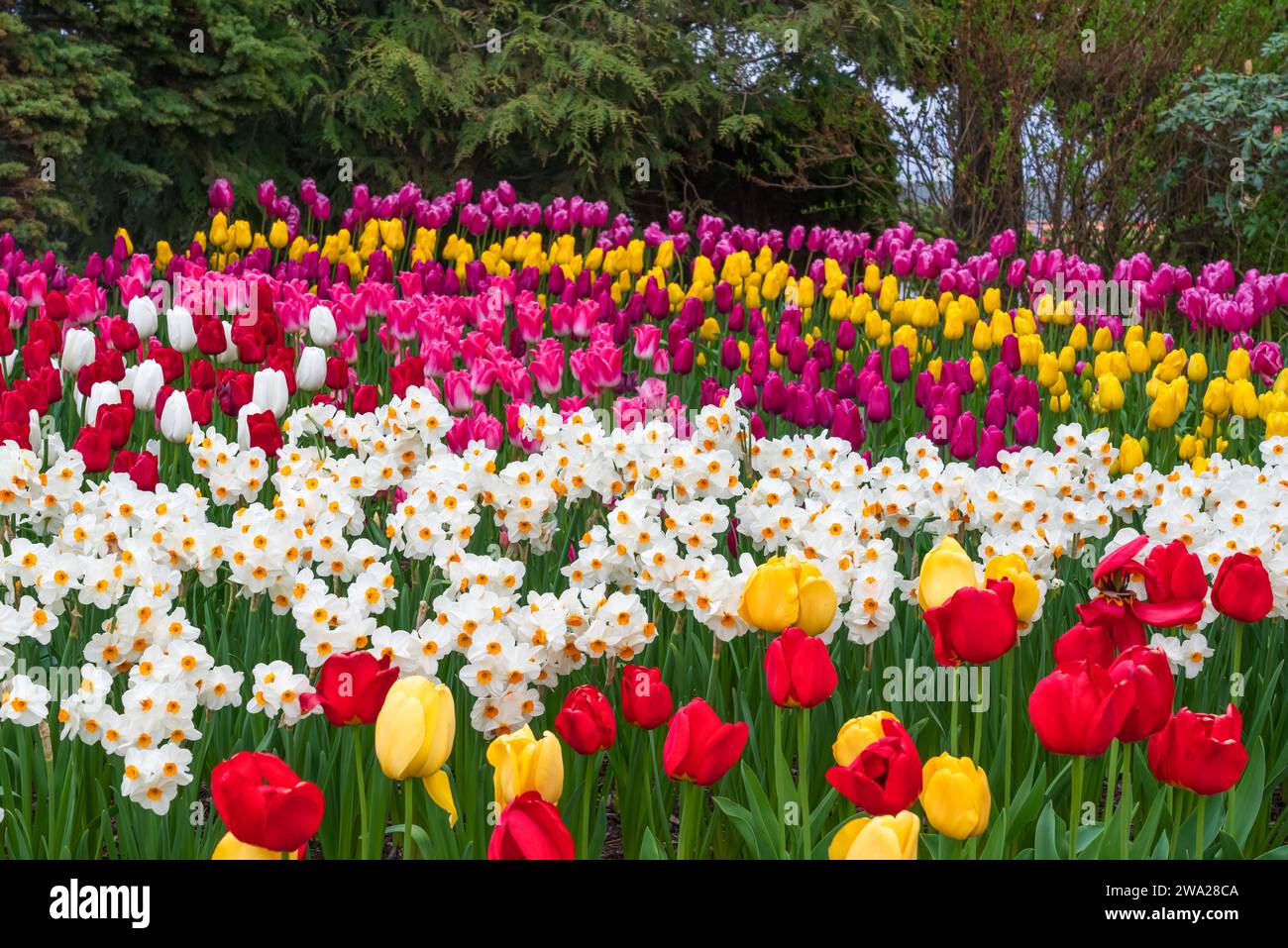The RoozenGaarde tulip gardens in the Skagit Valley, Washington, USA ...