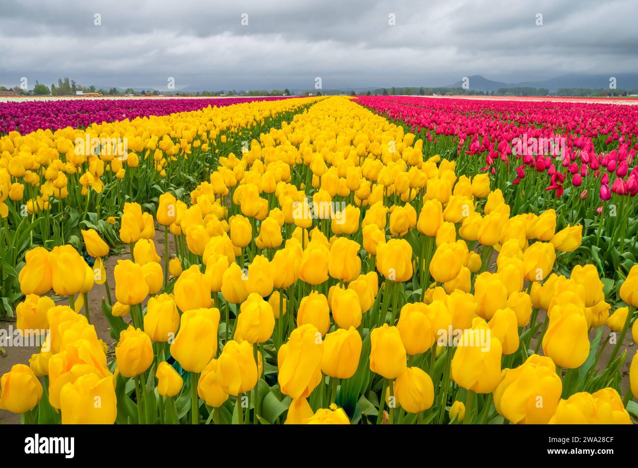 The RoozenGaarde tulip gardens in the Skagit Valley, Washington, USA ...