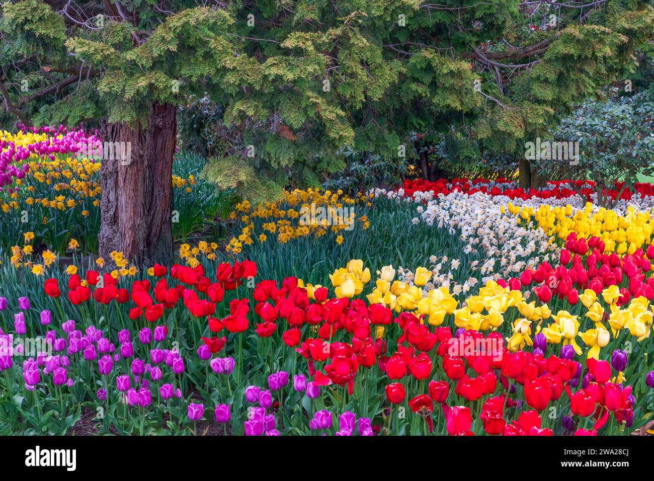 The RoozenGaarde tulip gardens in the Skagit Valley, Washington, USA ...