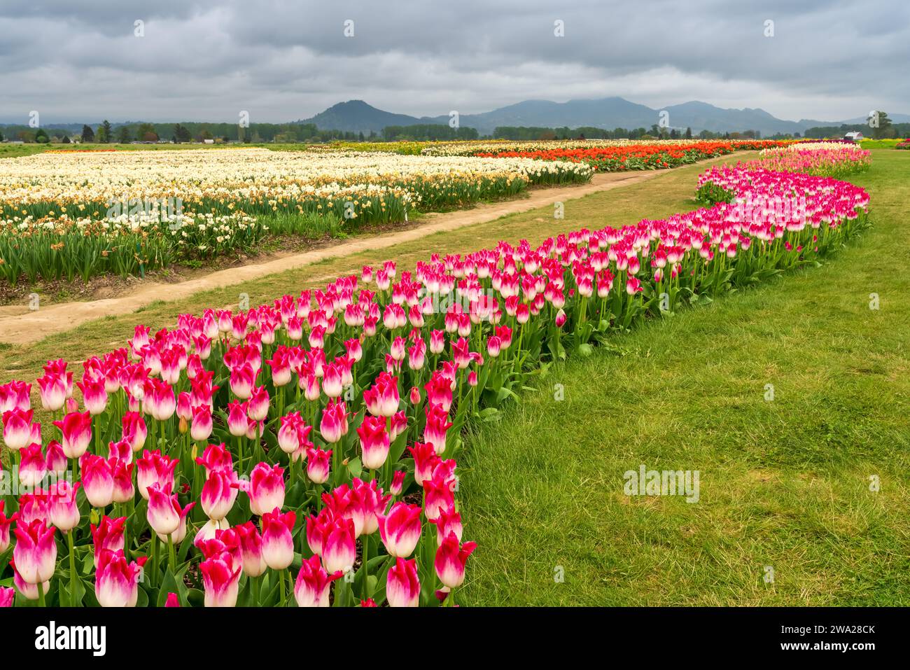 The RoozenGaarde tulip gardens in the Skagit Valley, Washington, USA ...