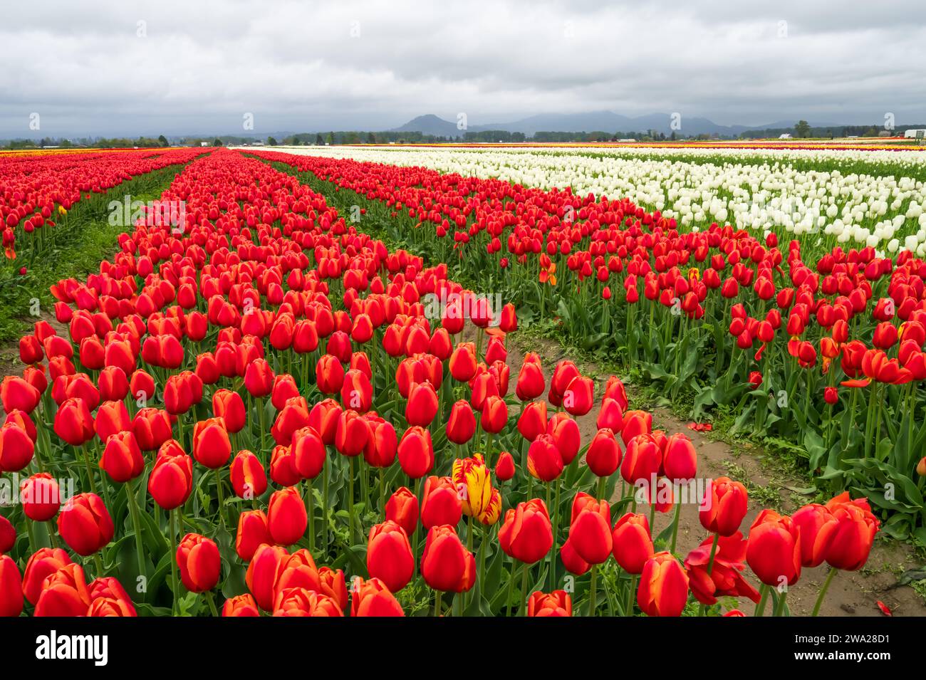 The RoozenGaarde tulip gardens in the Skagit Valley, Washington, USA ...