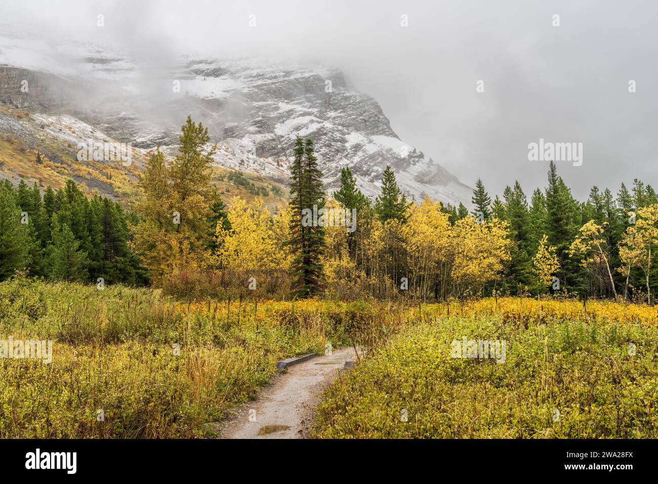 Fall foliage color in the Many Glacier area of Glacier National Park ...