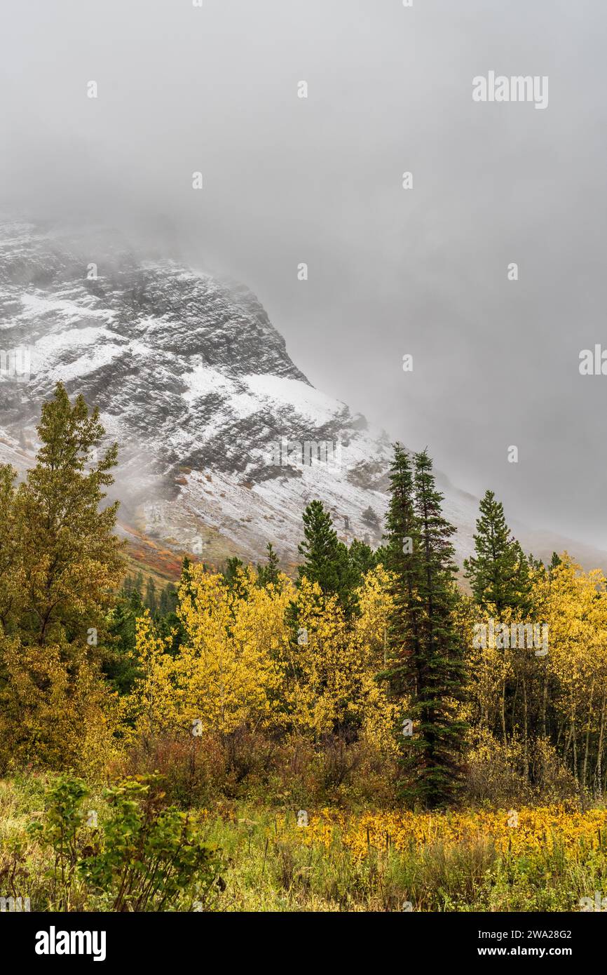 Fall foliage color in the Many Glacier area of Glacier National Park ...