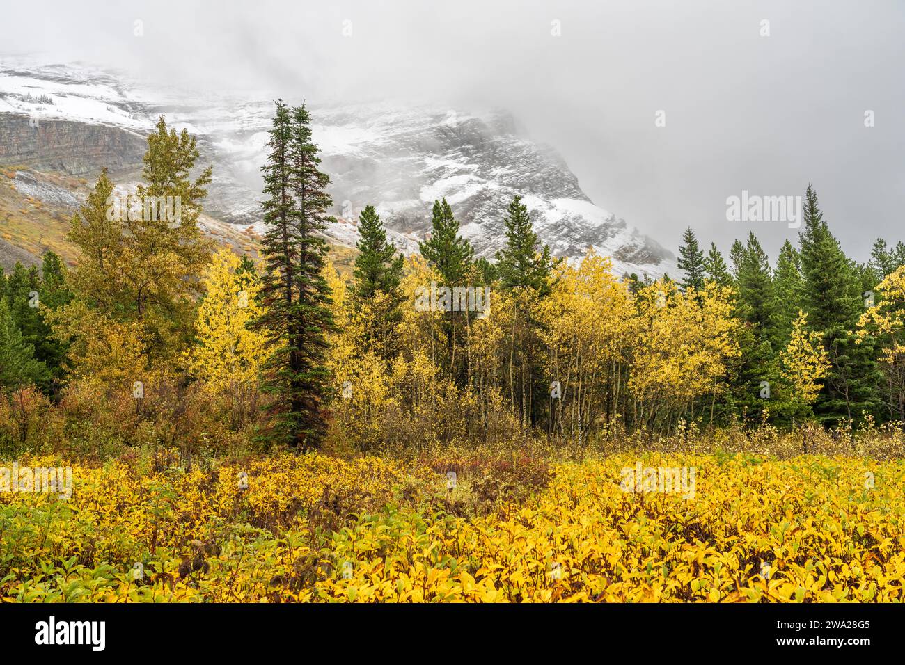 Fall foliage color in the Many Glacier area of Glacier National Park ...